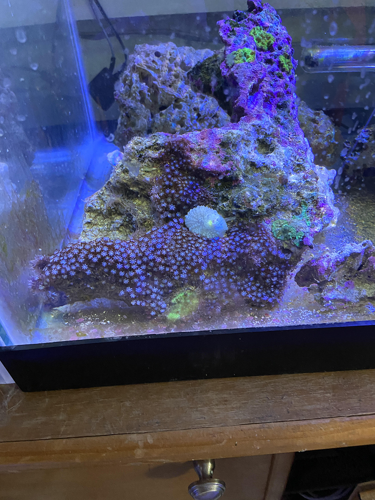 Blue Star Polyps - Marketplace - Delaware Reef Club