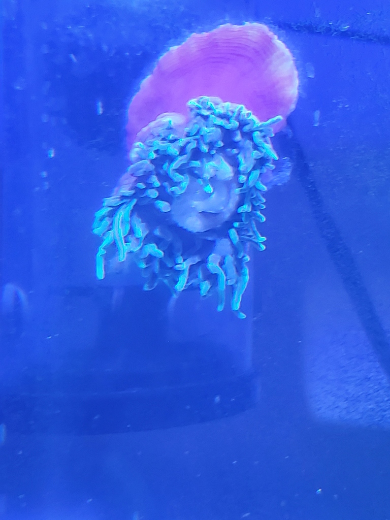 Anemone looking bad , help - General Saltwater Discussion - Delaware ...